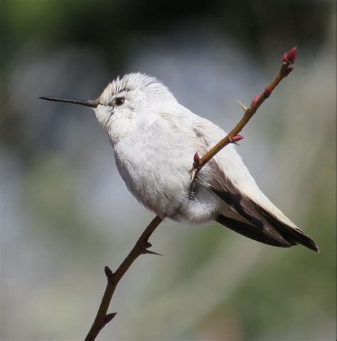 White Albino Leucistic And Pied Hummingbirds Characteristics