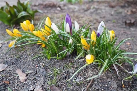 Premium Photo Crocus Crocuses Or Croci Is A Genus Of Seasonal
