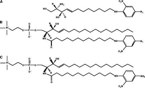 Chemical Structures A Photoactivable Sphingosine Derivate Sph N 3