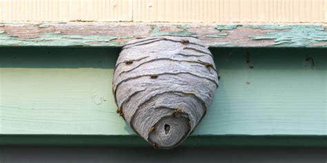 Wasp Nest In Outdoor Ceiling Fan Shelly Lighting