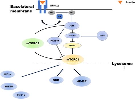 Frontiers Insulin Induced Mtor Signaling And Gluconeogenesis In Renal