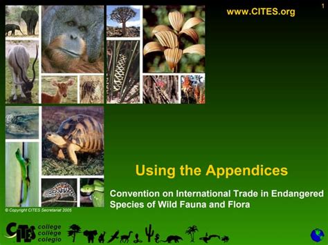 Using Appendices Ppt