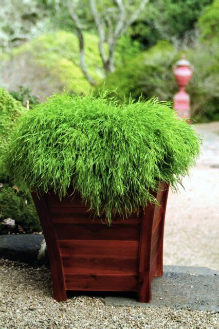 Anguss Top Ten Australian Plants For Pots Gardening With Angus