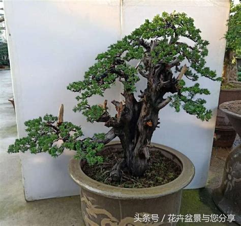 济州真柏，悬崖式，曲干式造型 每日头条