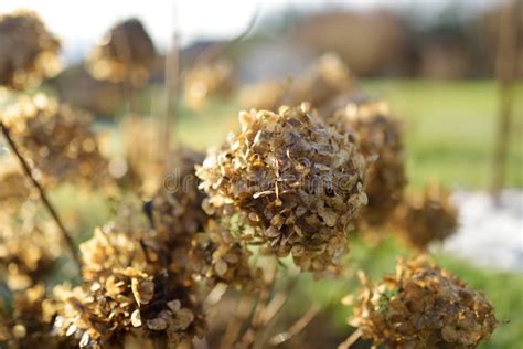 Floral Background Of Dried Hydrangea Seasonal Concept Stock Image