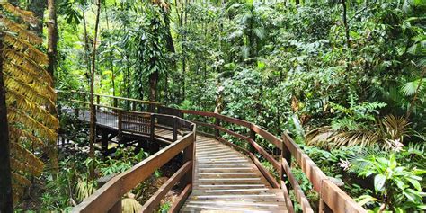 Your Guide To The Daintree Rainforest Daintree Coast