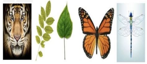 Math031 Patterns Numbers In Nature And The World Part 2 Types Of