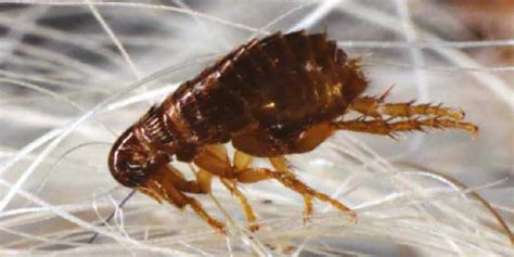 How To Control And Identify Fleas Rochdale Borough Council