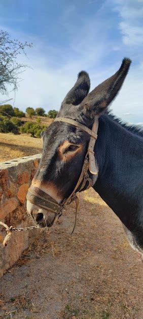 Burro Cargando Material Por El Parque Natural De La Sierra De Baza Foto Premium