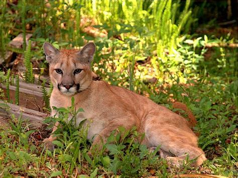 Florida Panther Cub 40x30 0404 By Bob Swanson Florida Panther