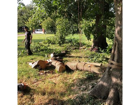 Tree Services Devizes Wiltshire Devizes Tree Services