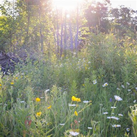 Managing Wild Parsnip Vermont Invasives
