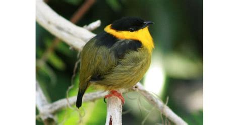 Смяната на пола при птиците се оказа по често срещана от очакваното