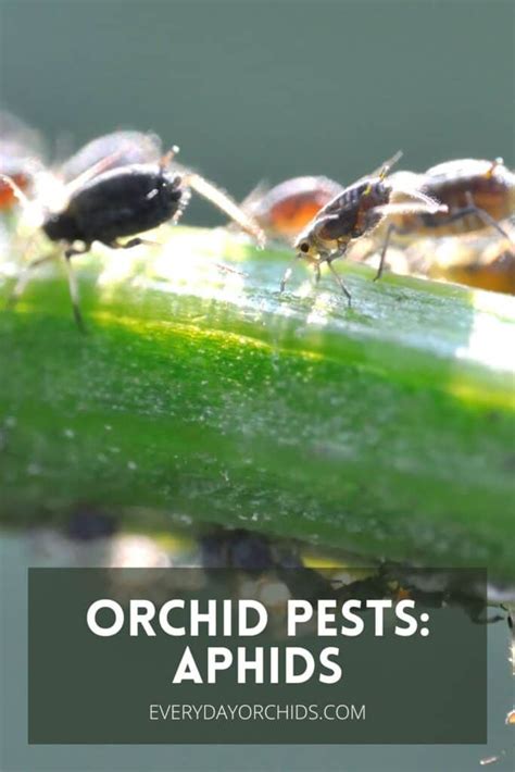 How To Get Rid Of Aphids On Orchids Everyday Orchids