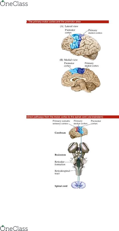 Lateral Premotor Area