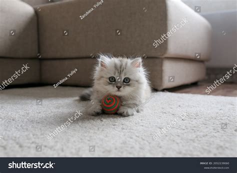 Fluffy Gray Kittens