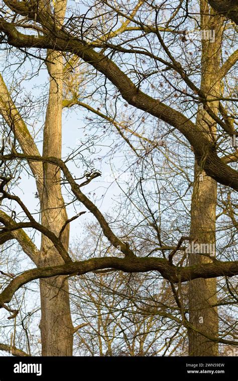 Tree Trunks And Branches Without Foliage In A Forest Trees With Blue Sky In The Background