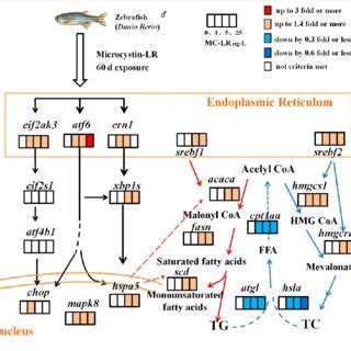 Microcystin Lr Mc Lr Influences On Hepatic Lipid Accumulation In Download Scientific Diagram