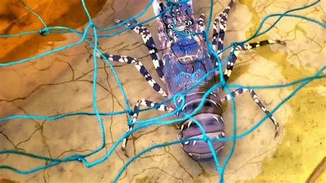நீண்ட நாட்களுக்கு பிறகு சிங்கி இறால் கிடைத்தது Live Lobster 🦞 In Deep