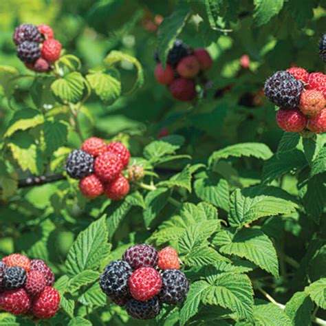 Tahi Spineless Black Raspberry Plants Johnny S Selected Seeds