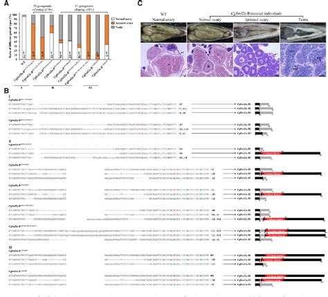Figure 3 From Functional Divergence Of Multiple Duplicated Foxl2 Homeologs And Alleles In A