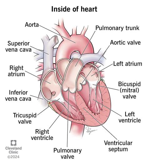 How To Draw Easy Internal Structure Of Heart