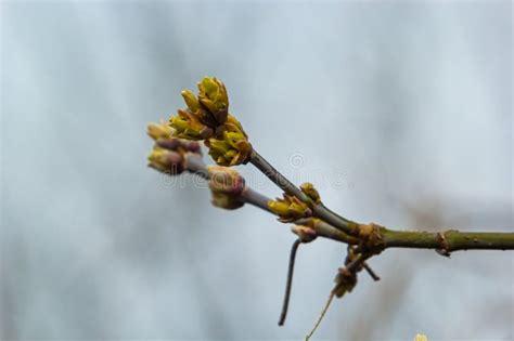Budding Buds On A Tree Branch In Early Spring Macro Early Spring A