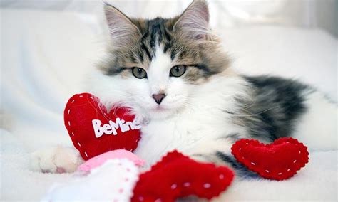 Cómo saber si mi gata está en celo