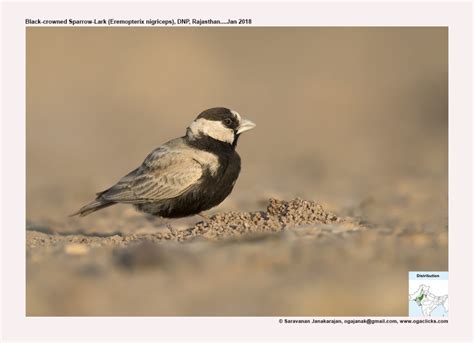 Black Crowned Sparrow Lark Ogaclicks