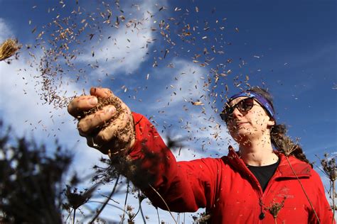 Restoring Ontarios Lost Grasslands The Narwhal