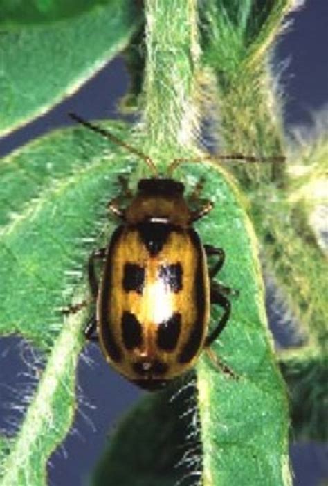 Scout Emerging Soybeans For Bean Leaf Beetles Cropwatch Nebraska
