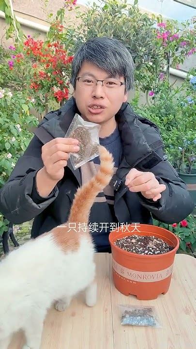 1170 庭院撒一些花卉种子，花期从春天开到秋天，结的种子第二年还能发芽开花 花海 鲜花绿植 庭院花卉 Youtube