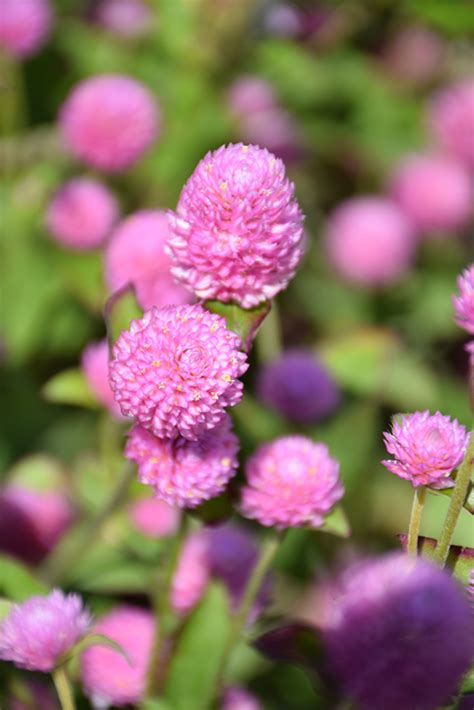Las Vegas Pink Gomphrena Gomphrena Globosa Las Vegas Pink In