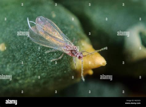 Citrus Mealybug Common Mealybug Citrus Scale Pseudococcus Citri