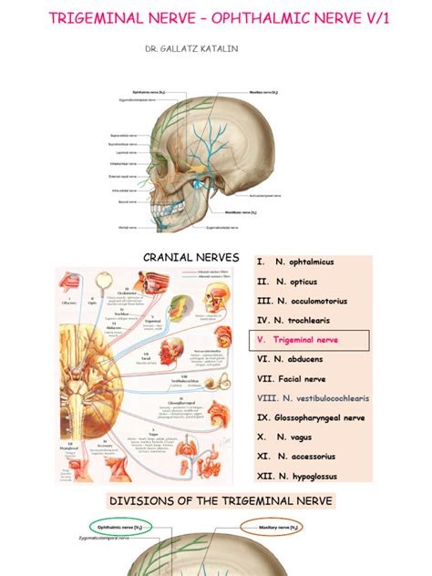 Gk Trigeminal Nerve Ophthalmic Division Edii 2017 Pdf