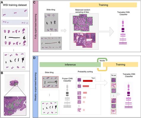 Overview Of The Training Methods A Shows Examples Of Biopsy Wsis In