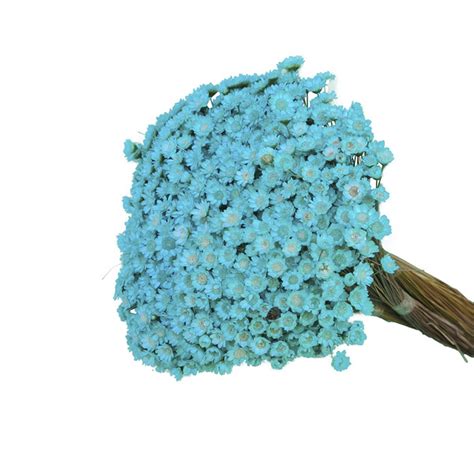 Sempre Viva Azul Tiffany 700 Flores Desidratadas Leroy Merlin