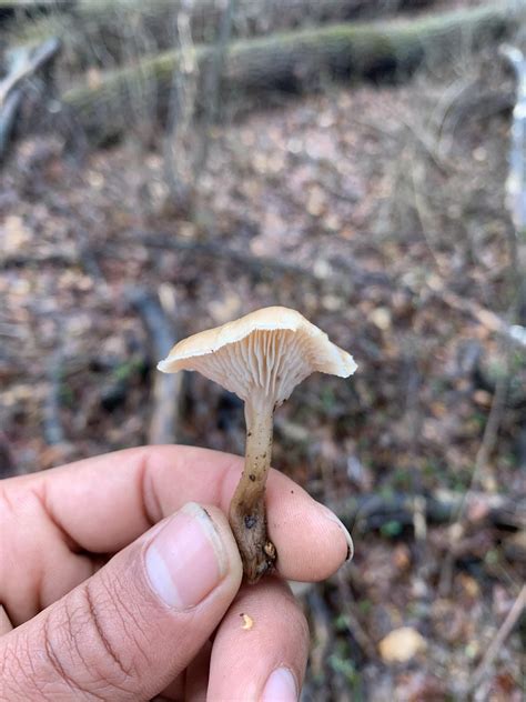 Id Growing Off A Tiny Twig R Mushroomid