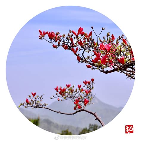麻城龟峰山·杜鹃花