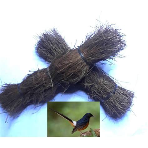 Jual Sarang Burung Murai Batu Daun Pinus Kering Shopee Indonesia