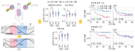 오전보다 오후에 항암 치료한 여성 사망확률 125배 낮아 나무뉴스