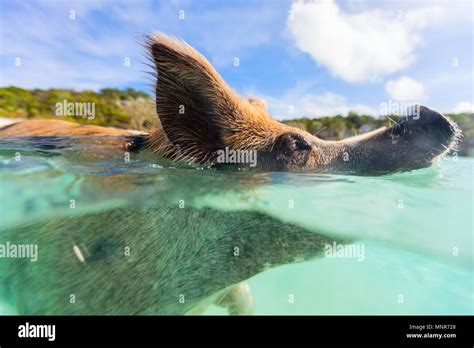 Cochon dans une piscine à l eau sur la plage de l île d Exuma Bahamas