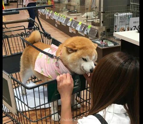 柴犬被人围观抚摸后，一脸的不高兴 柴豆豆柴犬