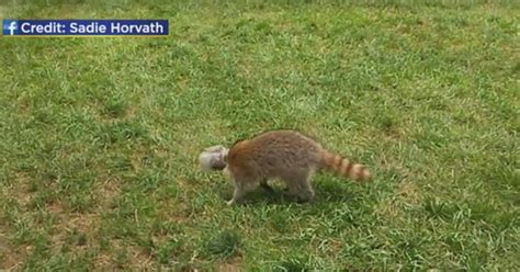 Raccoon Gets Head Stuck In Peanut Butter Jar On Long Island Cbs New York