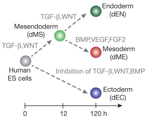 From 149 Fig 1a Tf Dynamics During Human Es Cell Differentiation