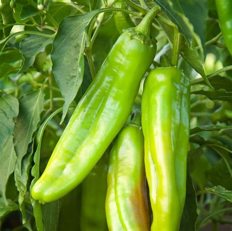 Hatch Green Chile Hatch Chile From Hatch New Mexico The Hatch Chile