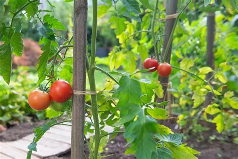 Comment fabriquer un support pour tomates 5 idées économiques pour les tuteurer vidéo