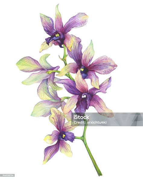 꽃이 만발한 열 대 꽃 난초 의 분기 꽃 예술입니다 하이브리드 난초를 닫습니다 흰색 바탕에 손으로 그린 수채화 그림 그림입니다