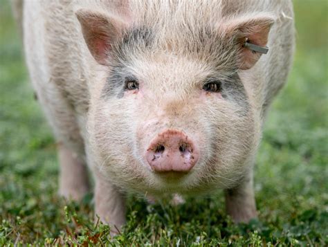 Porkchop The Pig Captures The Hearts Of Herrin Residents The Daily