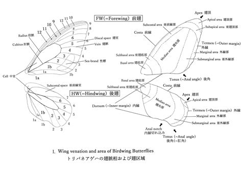 Troides トリバネアゲハデジタル大図鑑（大屋崇コレクション）